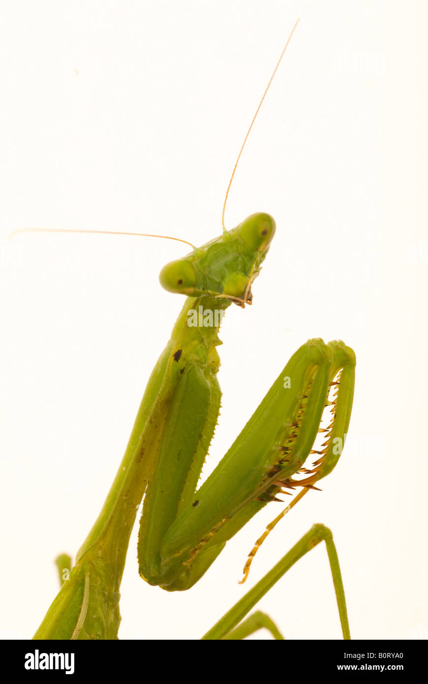 Garden Praying Mantid Mantis Orthodera ministralis Stock Photo - Alamy