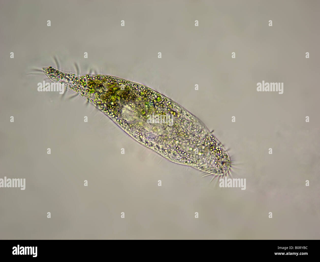 Protozoa microscope hi-res stock photography and images - Alamy