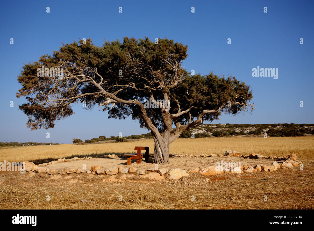 The famous tree in the Nation Park Cyprus Stock Photo - Alamy