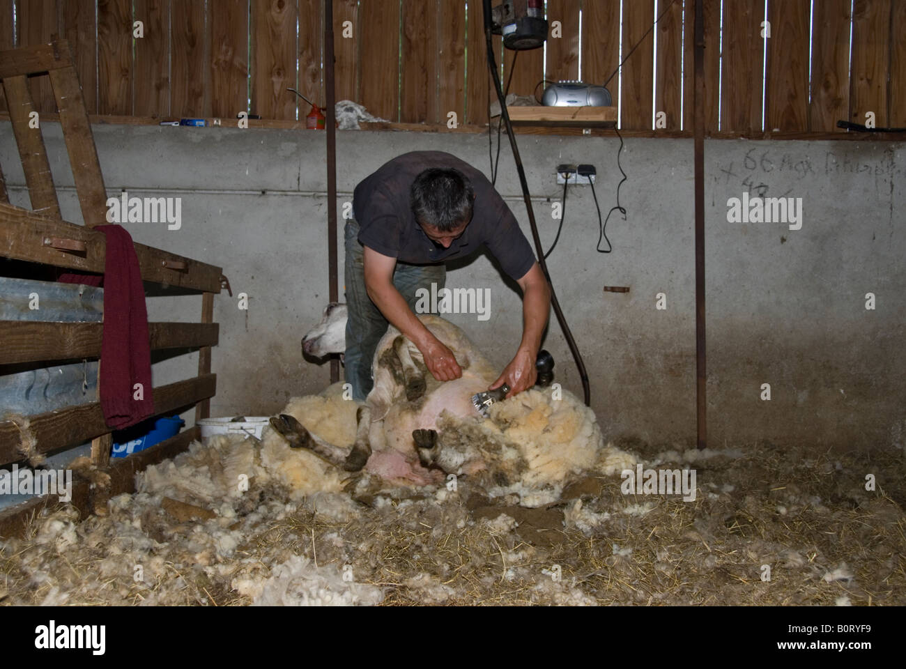 Sheep shearing in france hi-res stock photography and images - Alamy