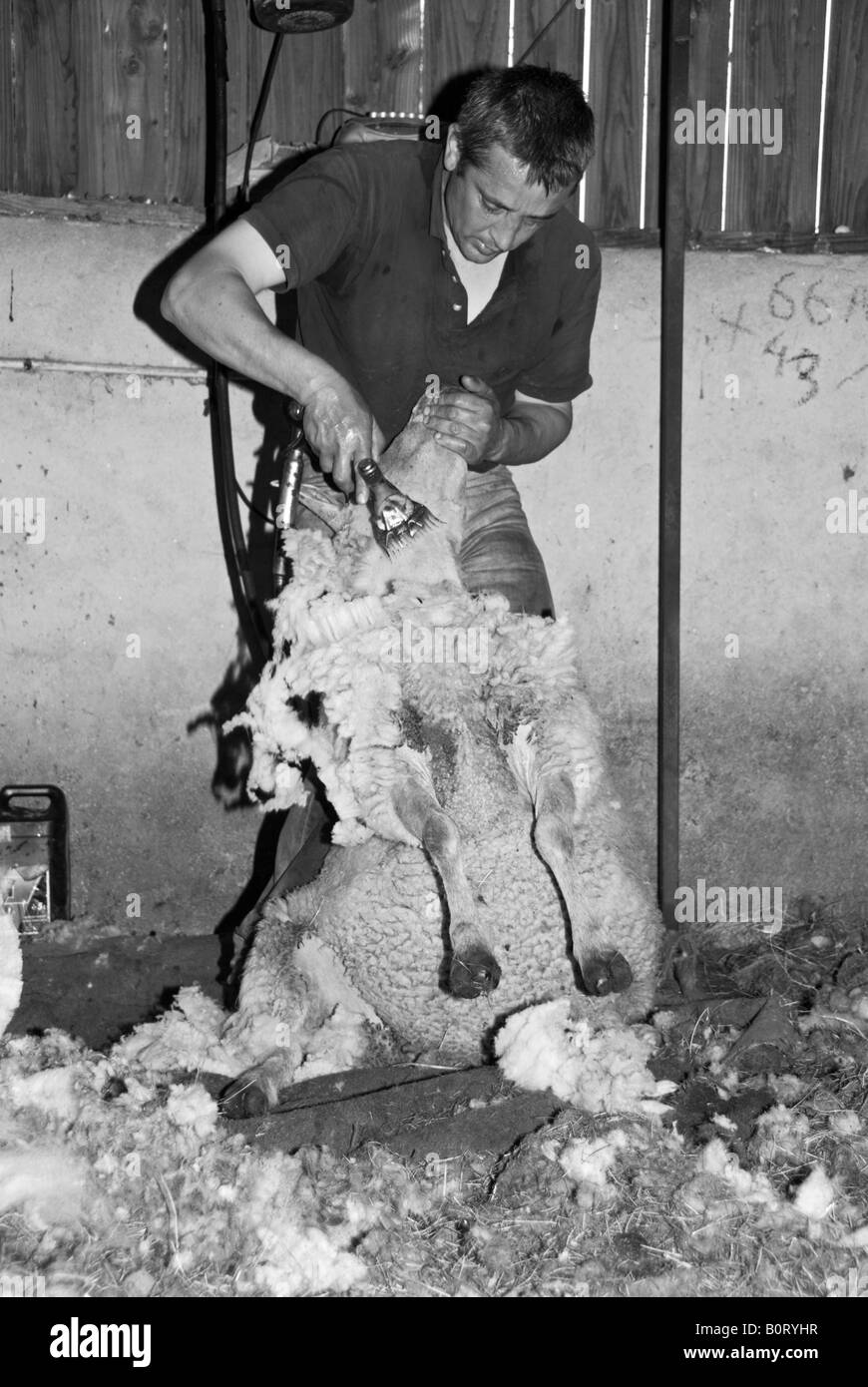 Sheep in fleece Black and White Stock Photos & Images - Alamy