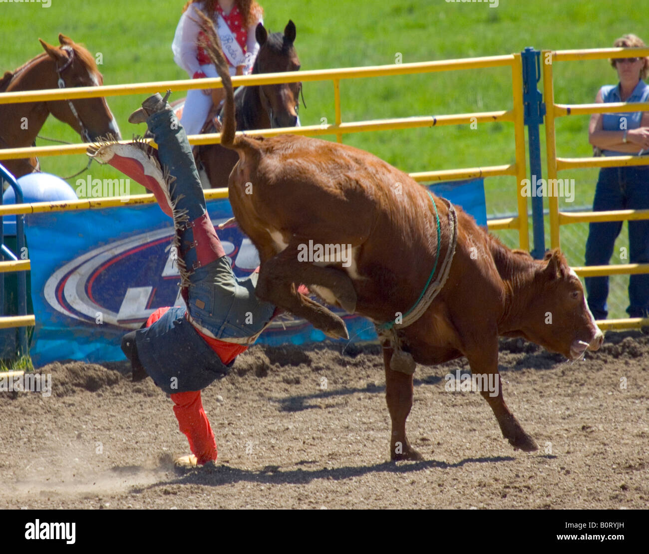 cattle ranch rodeo ride Stock Photo - Alamy