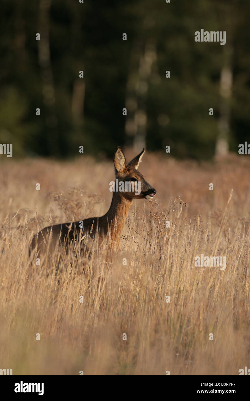Roe Deer Capreolus capreolus female Stock Photo - Alamy