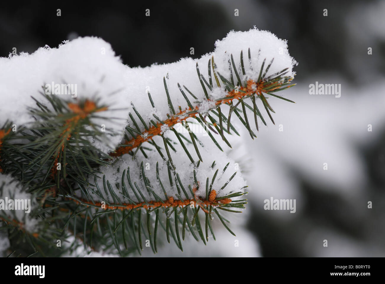 Covered macro hi-res stock photography and images - Alamy