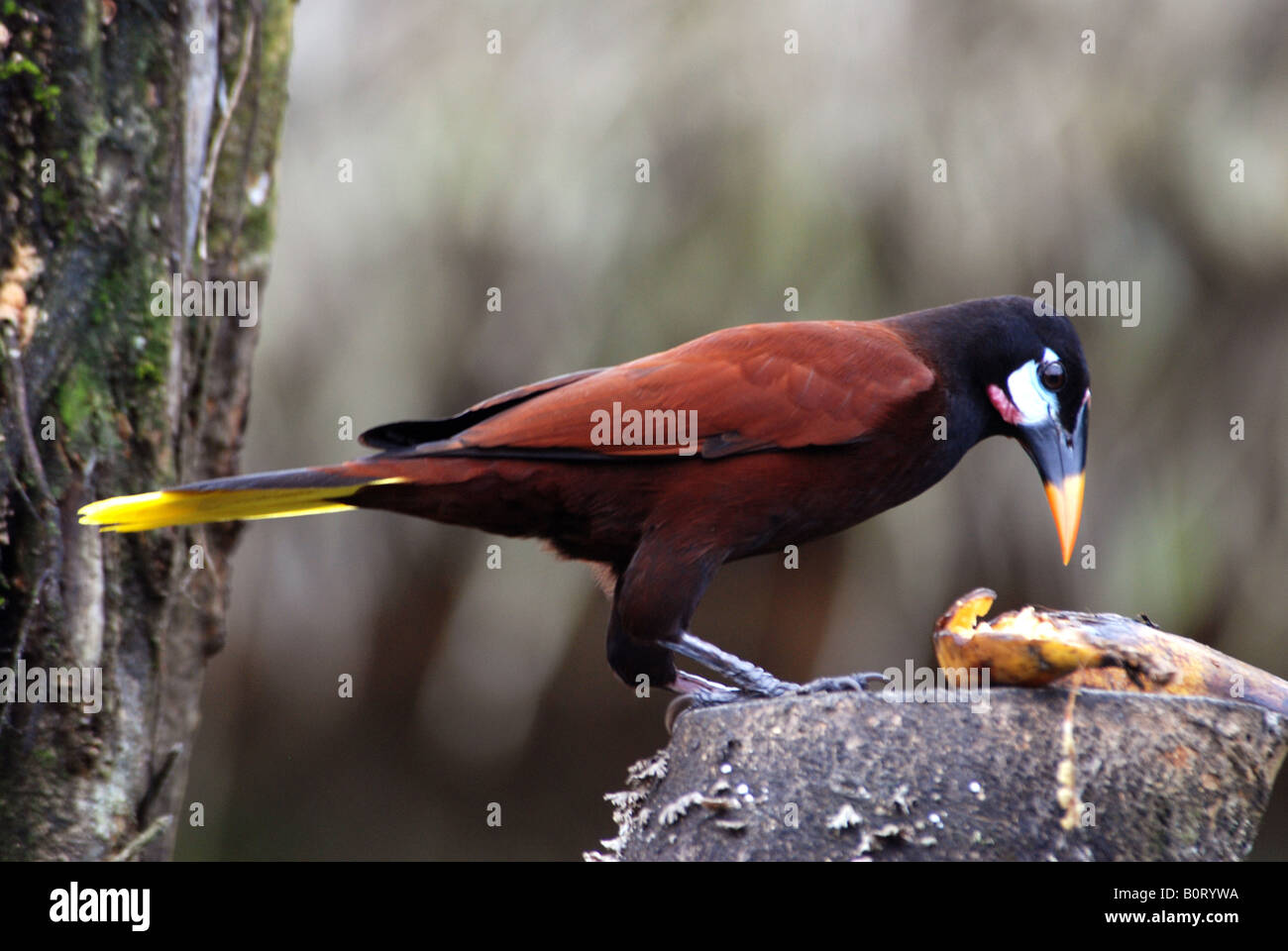 Oropendula hi-res stock photography and images - Alamy