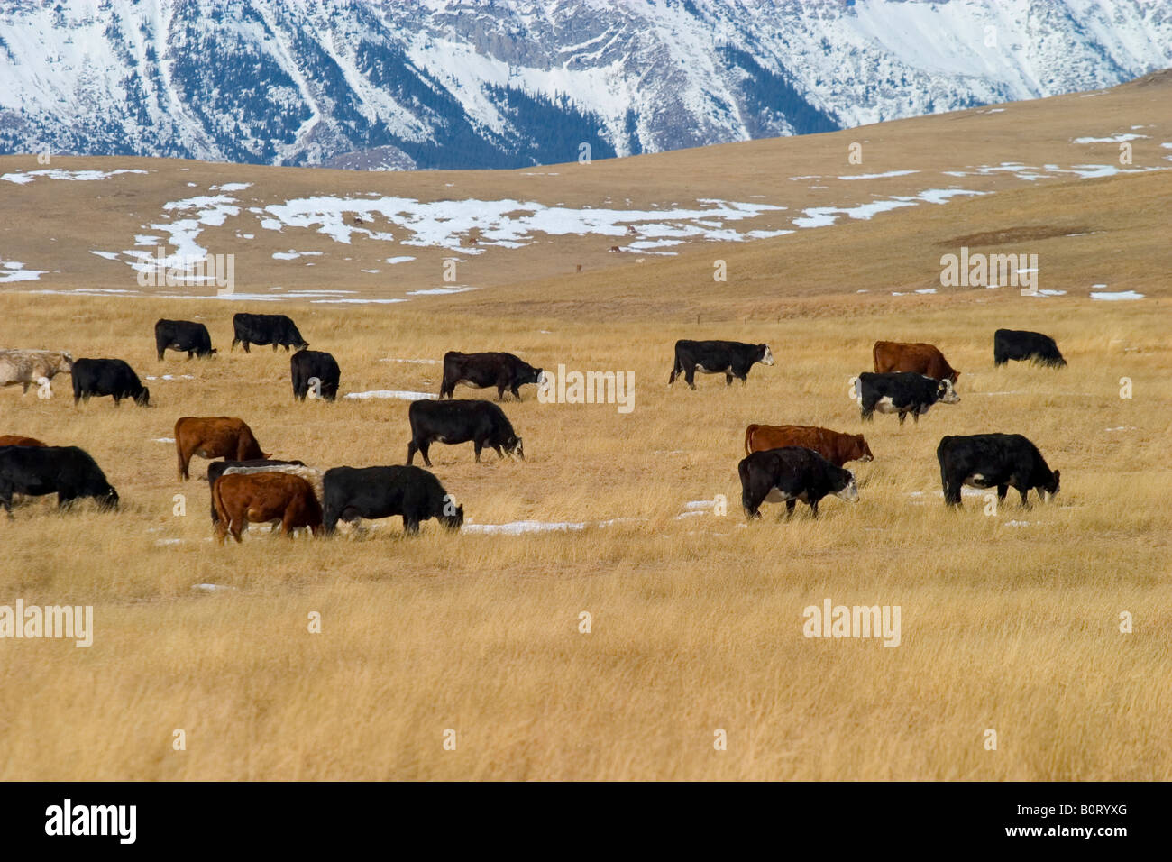 Canada range field ranch cows hi-res stock photography and images - Alamy