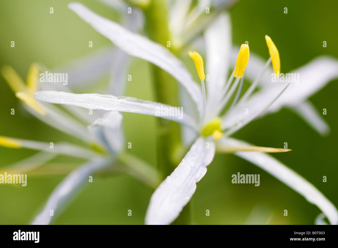 Pretty white flowers flower hi-res stock photography and images - Alamy