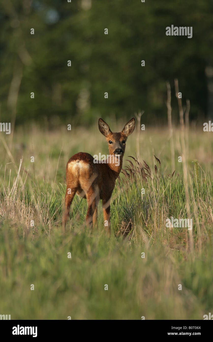Roe Deer Capreolus capreolus female Stock Photo - Alamy