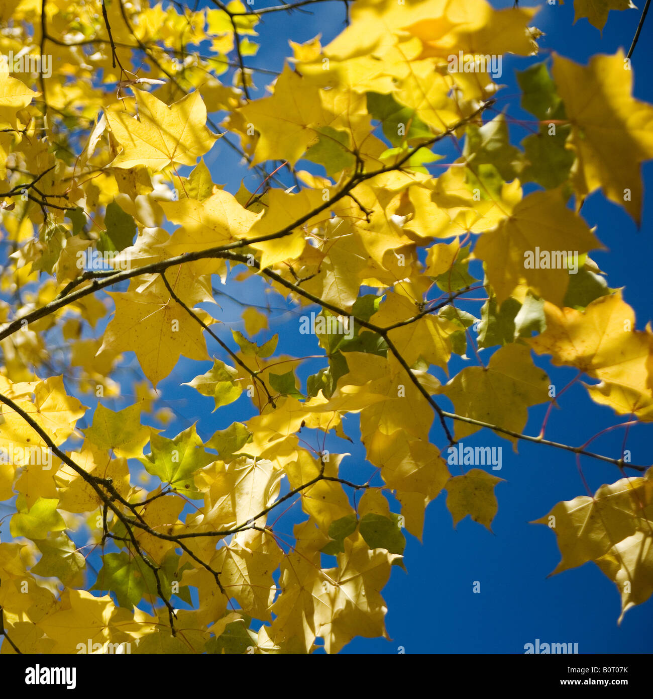 Looking up through yellow and green maple leaves with blue sky Stock Photo - Alamy