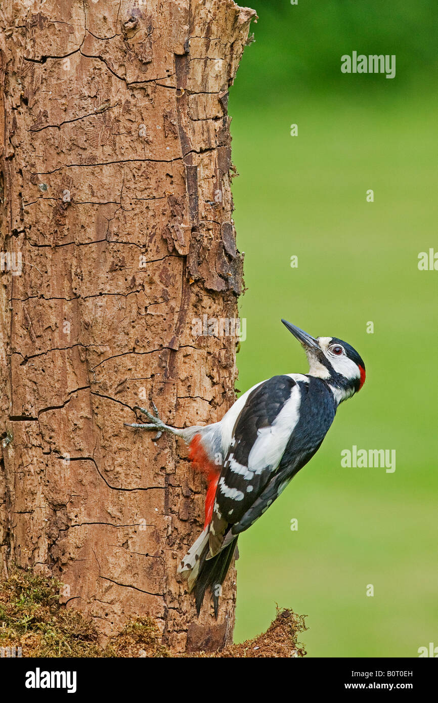 The Great Spotted Woodpecker (Dendrocopos major Stock Photo - Alamy