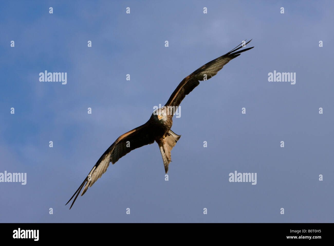 Ferruginous Buzzard (bueto regalis Stock Photo - Alamy