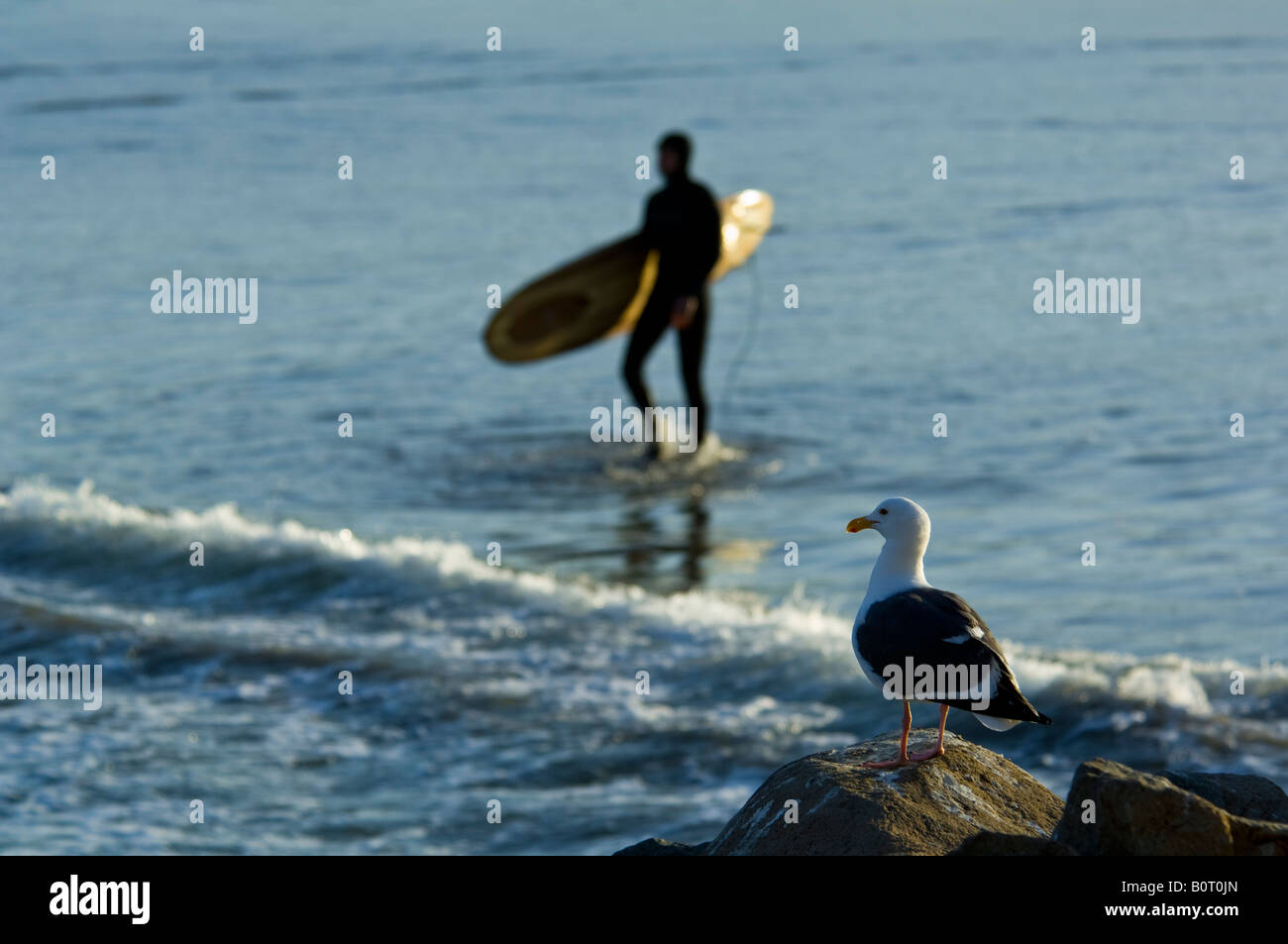 Seagull watching surfer carrying surf board entering the water at ...