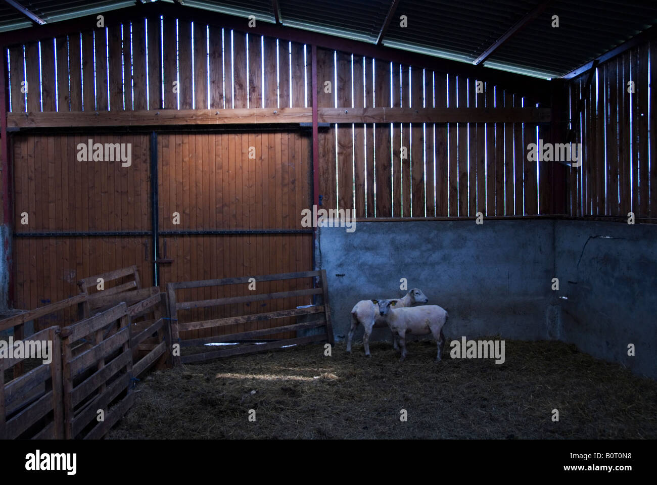 Stock photo of two shorn sheep standing alone in the back of the sheep ...