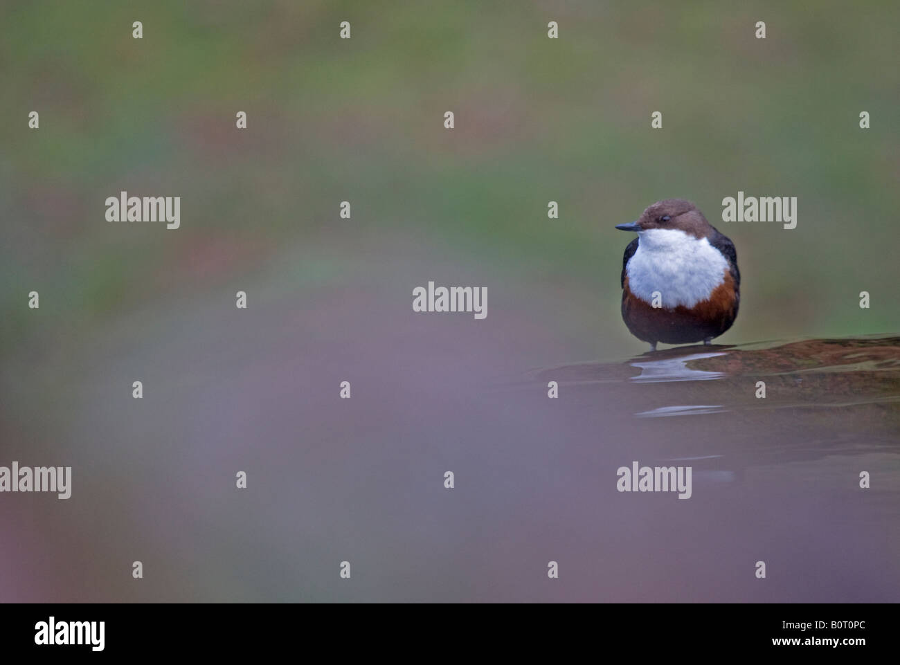 Dipper bird england hi-res stock photography and images - Alamy