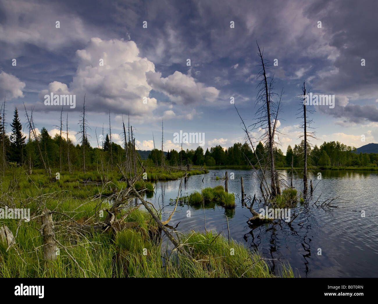 Dead Trees On A Marsh Stock Photo - Alamy