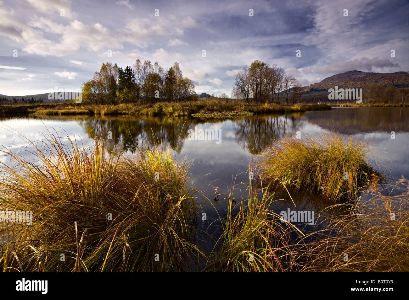 Tussocks On A Marsh Stock Photo - Alamy
