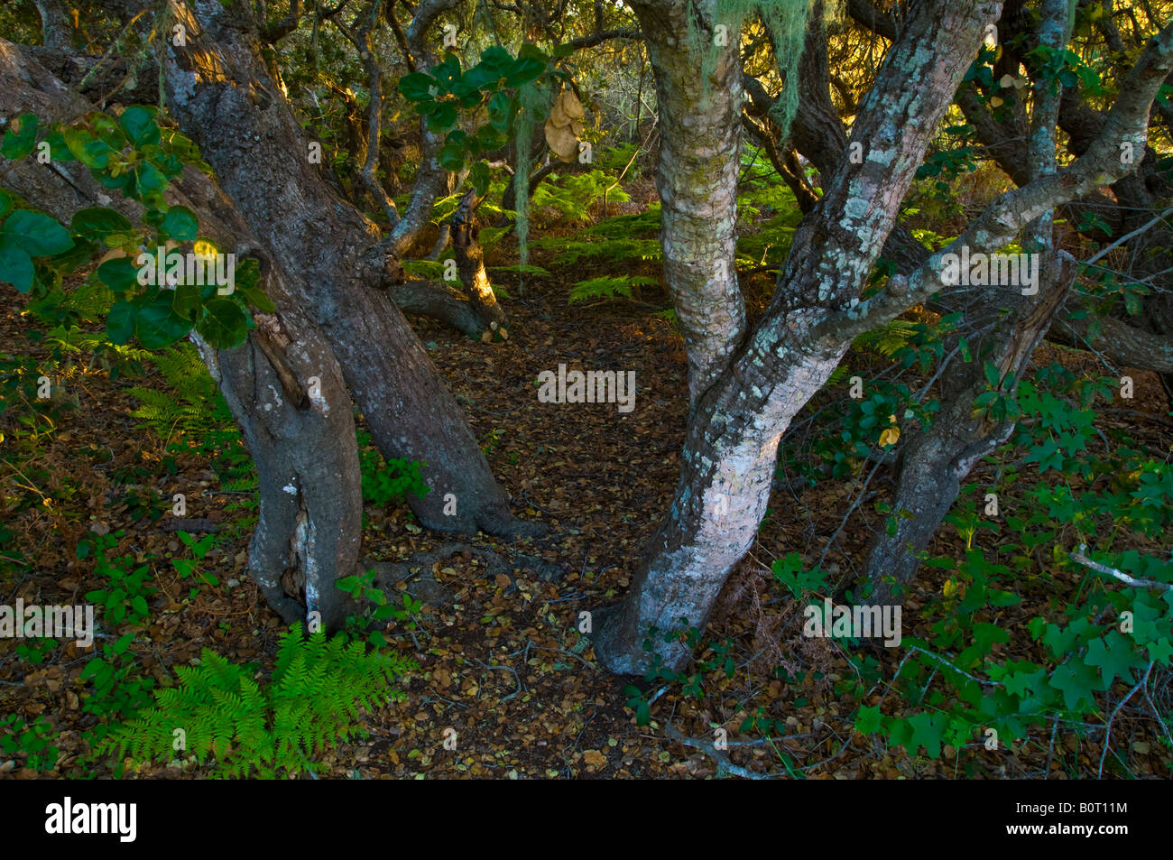 Dwarf pygmy oak trees El Moro Elfin Forest Natural Area Los Osos ...