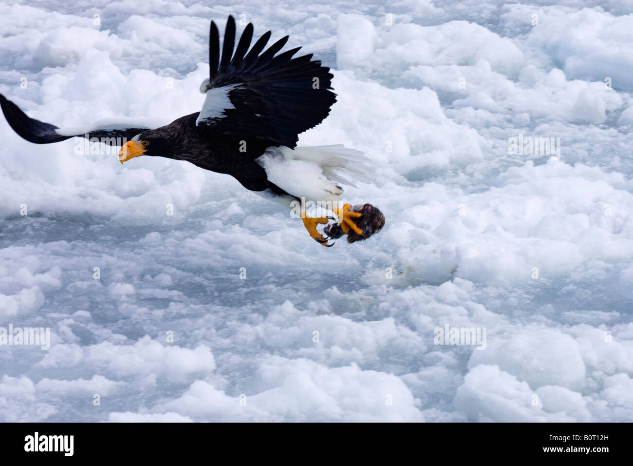 Steller's Sea-eagle taking off with fish in talons pack ice Nemuro ...