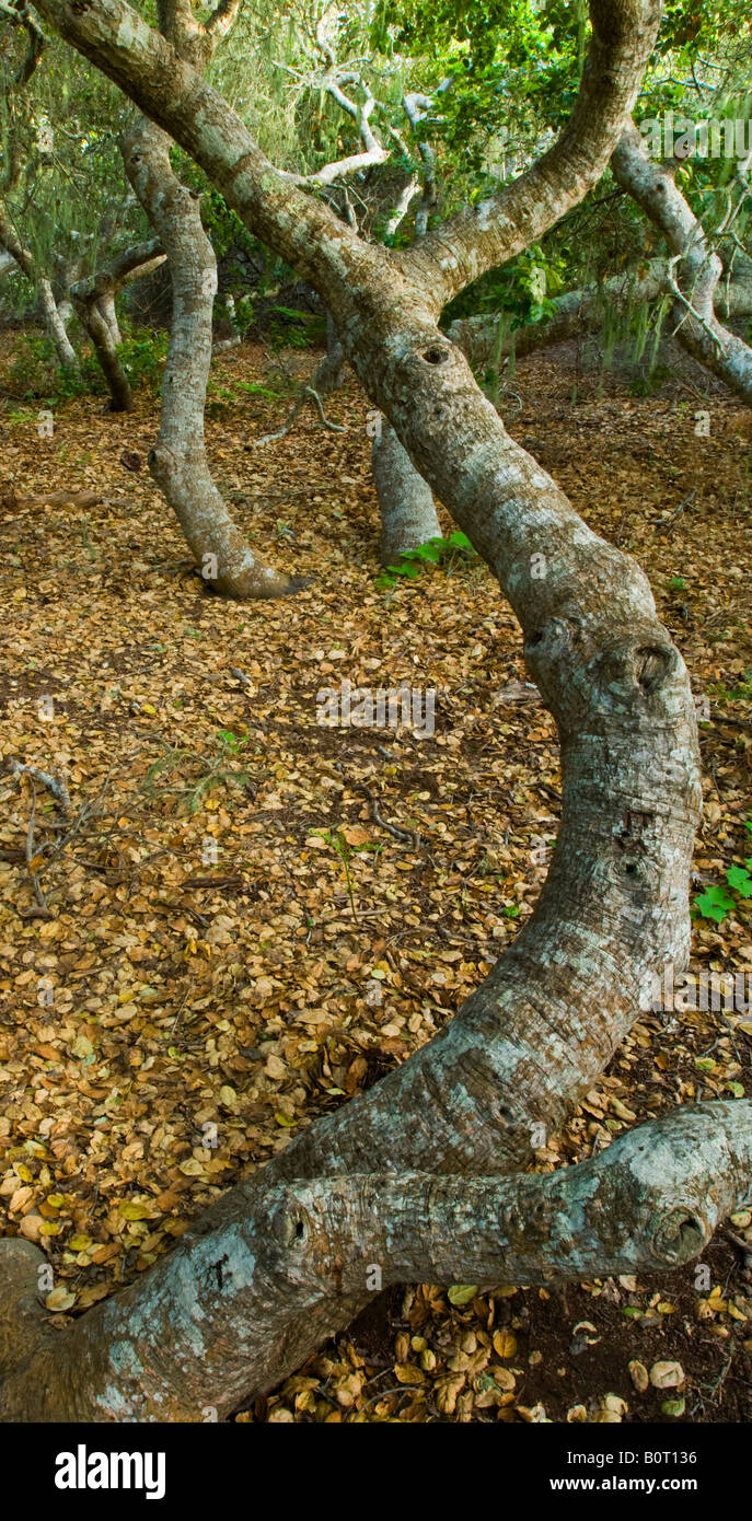 Dwarf pygmy oak trees in the Rose Bowker Grove El Moro Elfin Forest ...