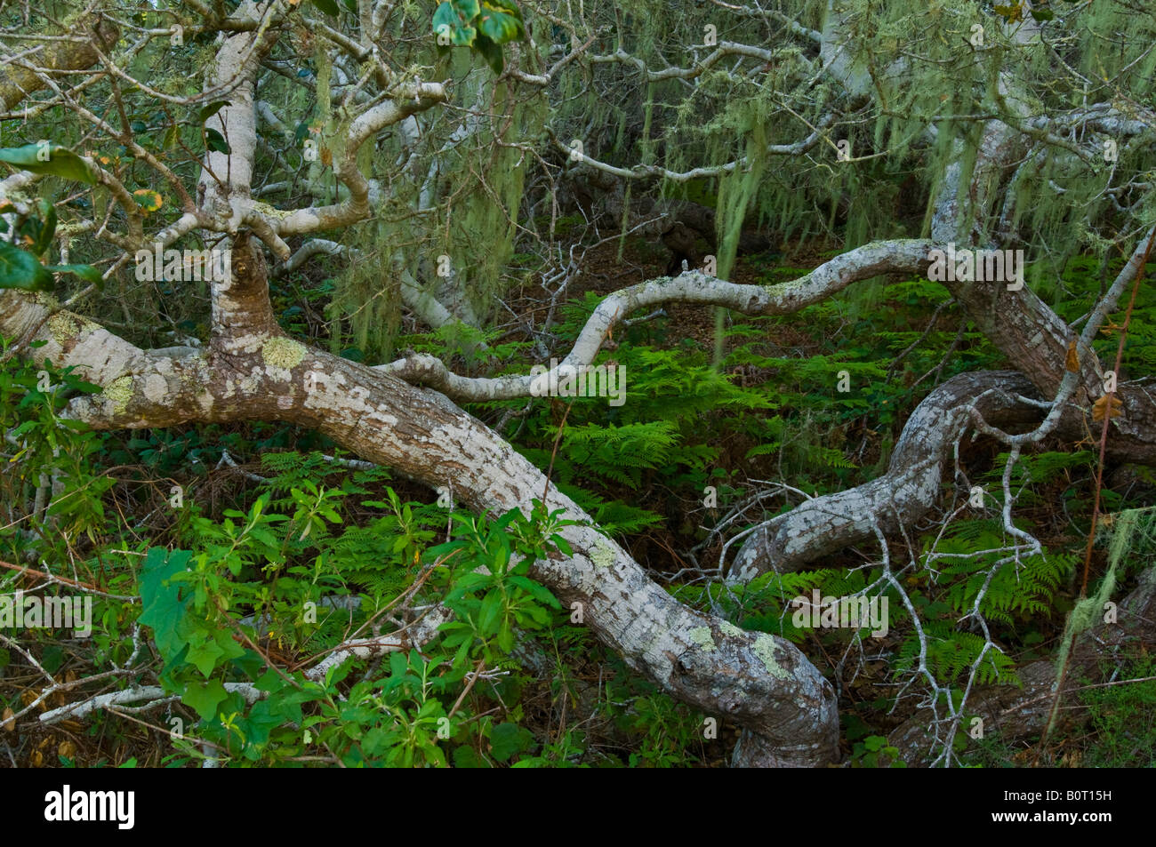 Dwarf pygmy oak trees El Moro Elfin Forest Natural Area Los Osos ...