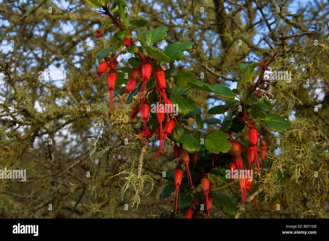 Wild fuschia flowers in oak and spanish moss El Moro Elfin Forest ...