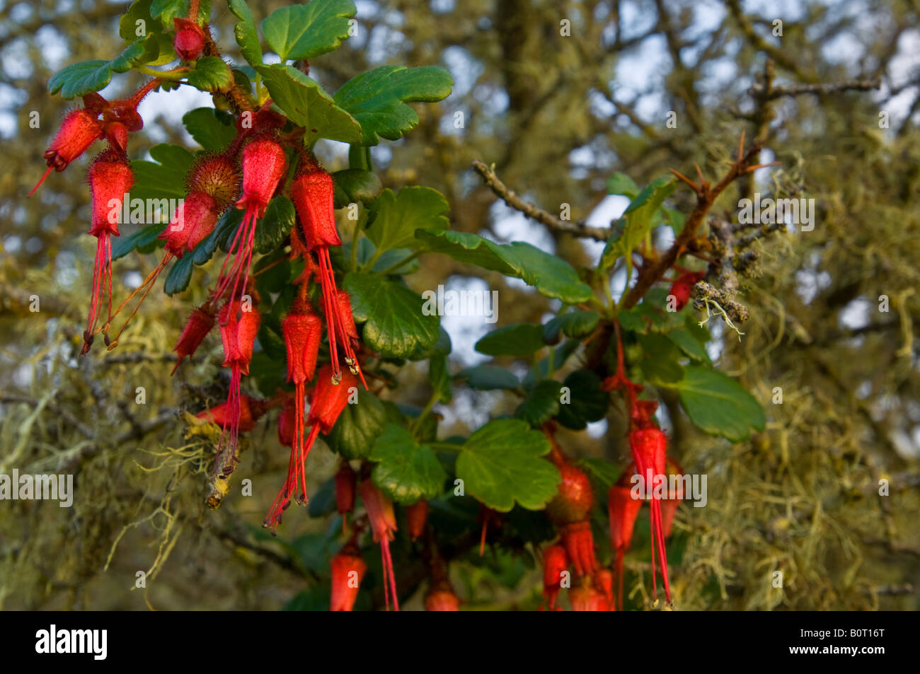 Wild fuschia flowers in oak and spanish moss El Moro Elfin Forest ...