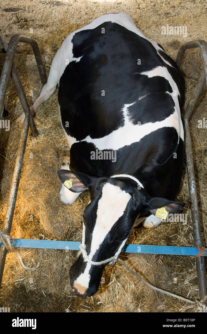 Cow cubicle house hi-res stock photography and images - Alamy