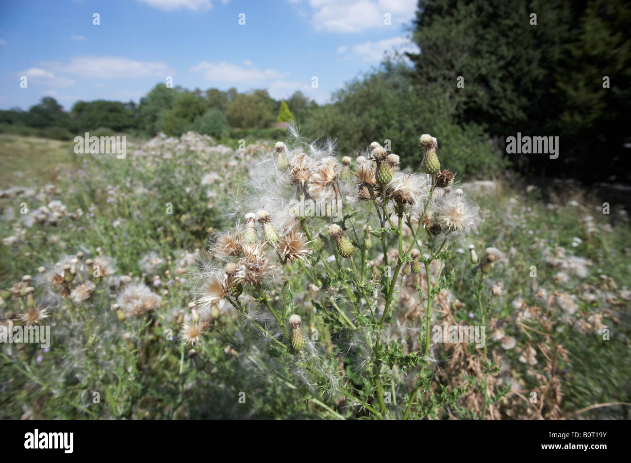 Slender Thistle Carduus tenuiflorus large group of plants in seed Stock ...