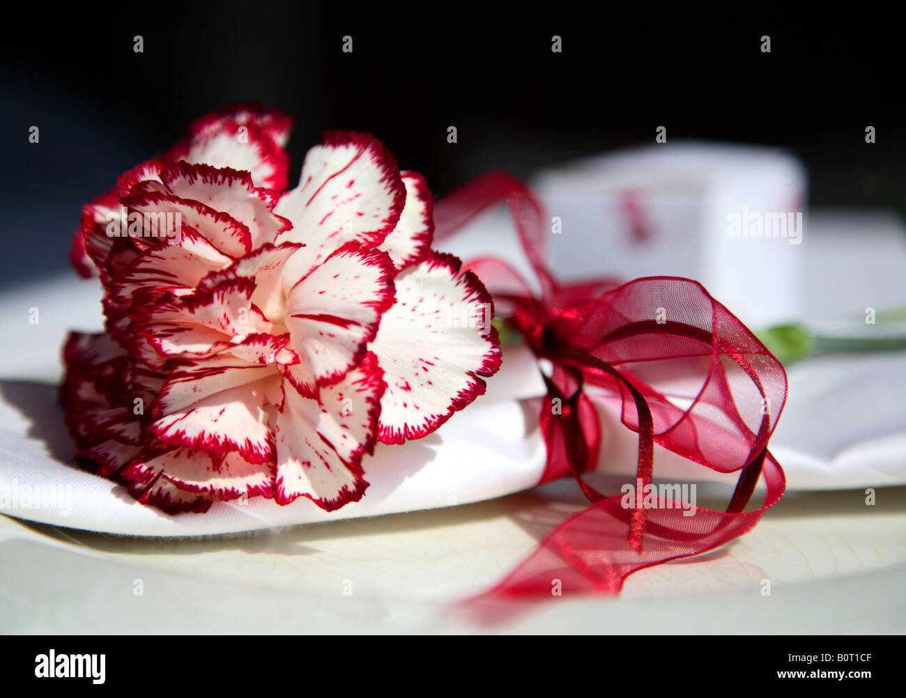 Variegated carnation hi-res stock photography and images - Alamy