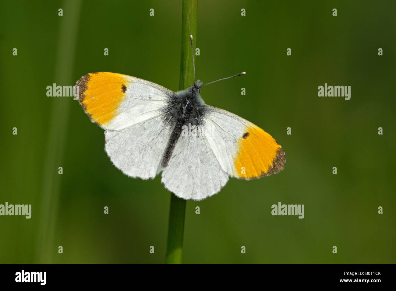 Male Orange Tip Butterfly anthocaris cardamines Stock Photo - Alamy