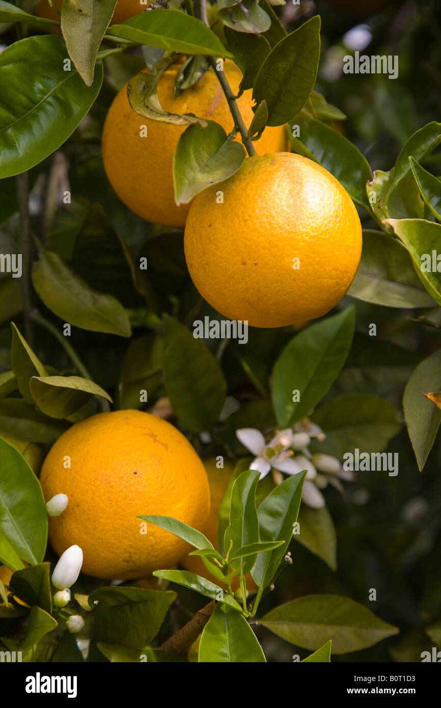 Citrus grove hi-res stock photography and images - Alamy