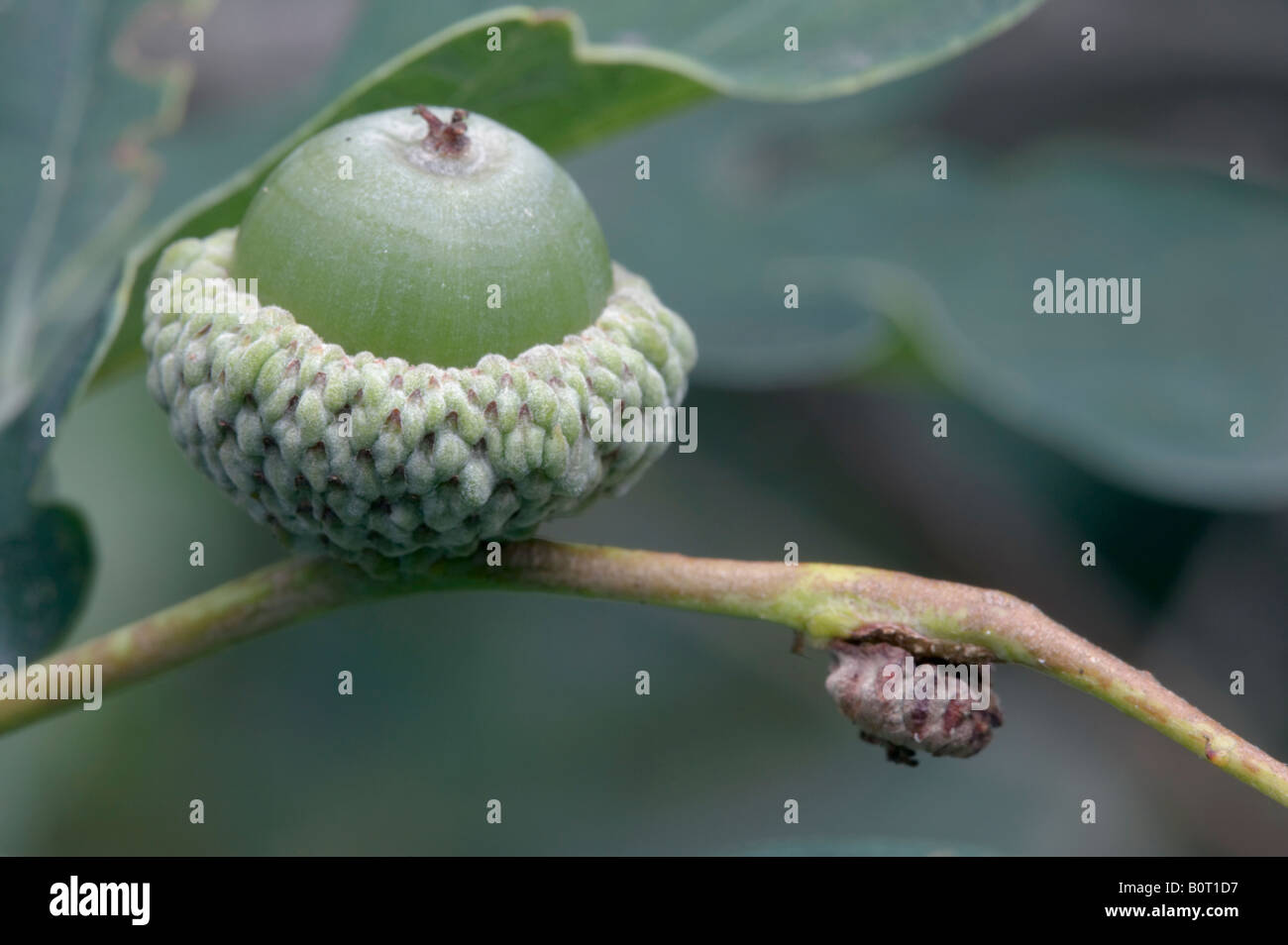 Immature english oak tree hi-res stock photography and images - Alamy