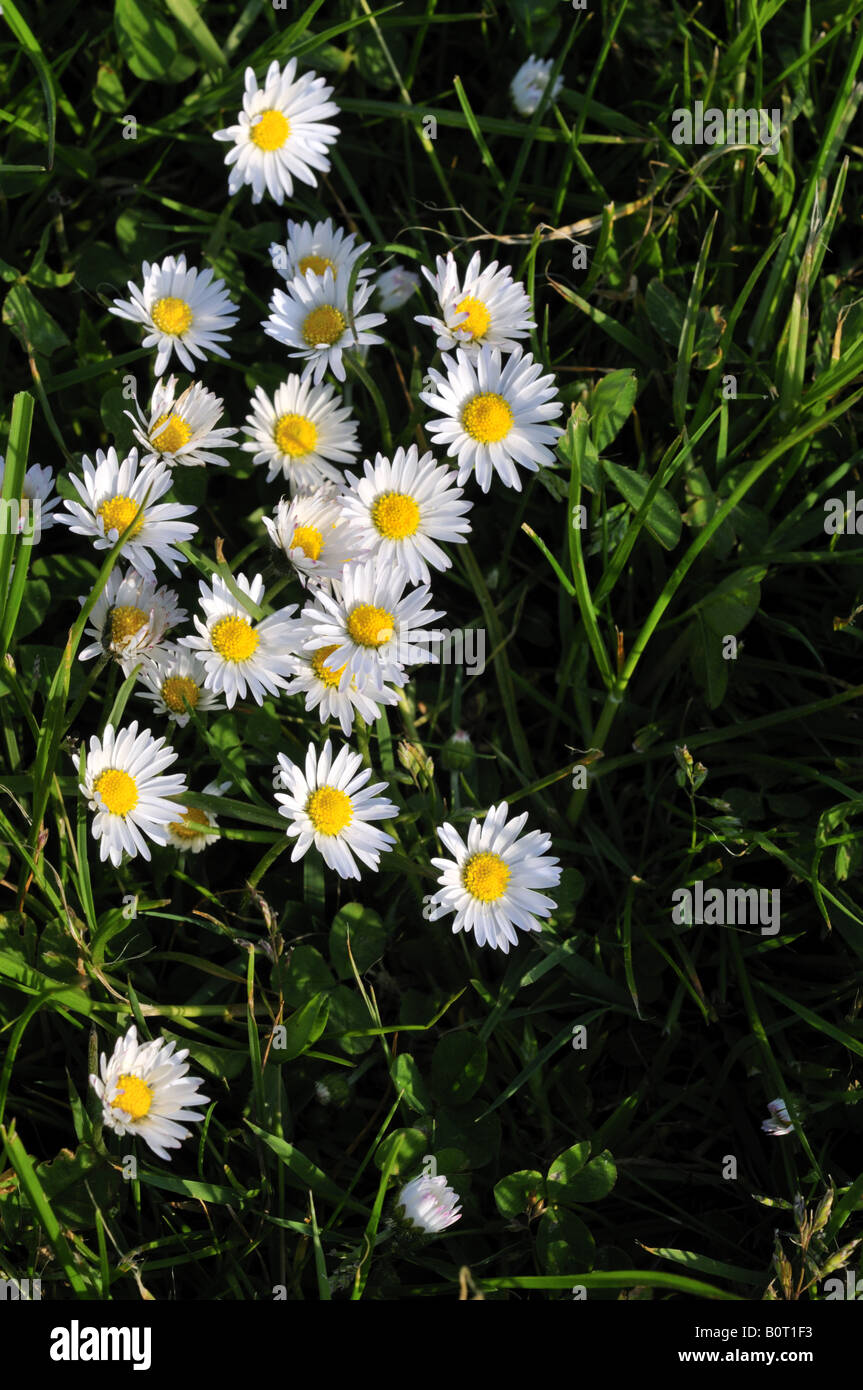 Bellis perennis Common daisy Stock Photo - Alamy
