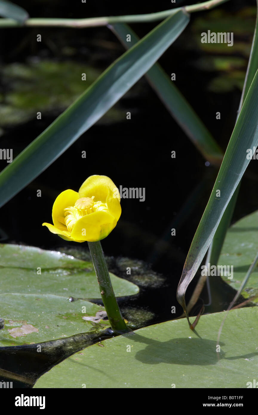 Yellow Water lily Nuphar lutea flower Stock Photo - Alamy