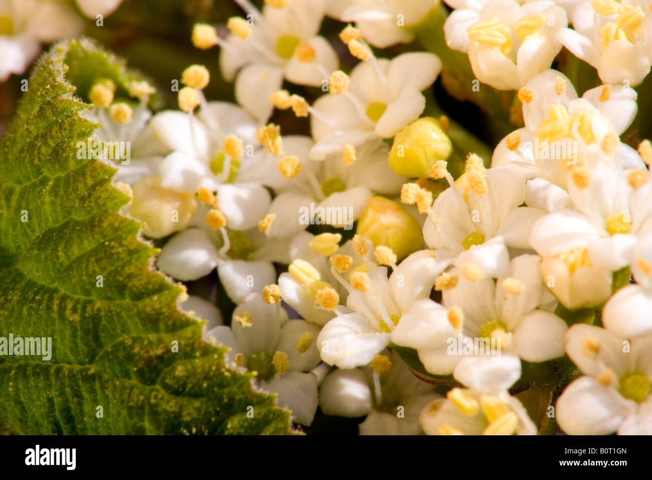 Wayfaring tree bark hi-res stock photography and images - Alamy