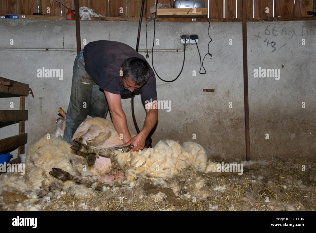 Sheap shear hi-res stock photography and images - Alamy