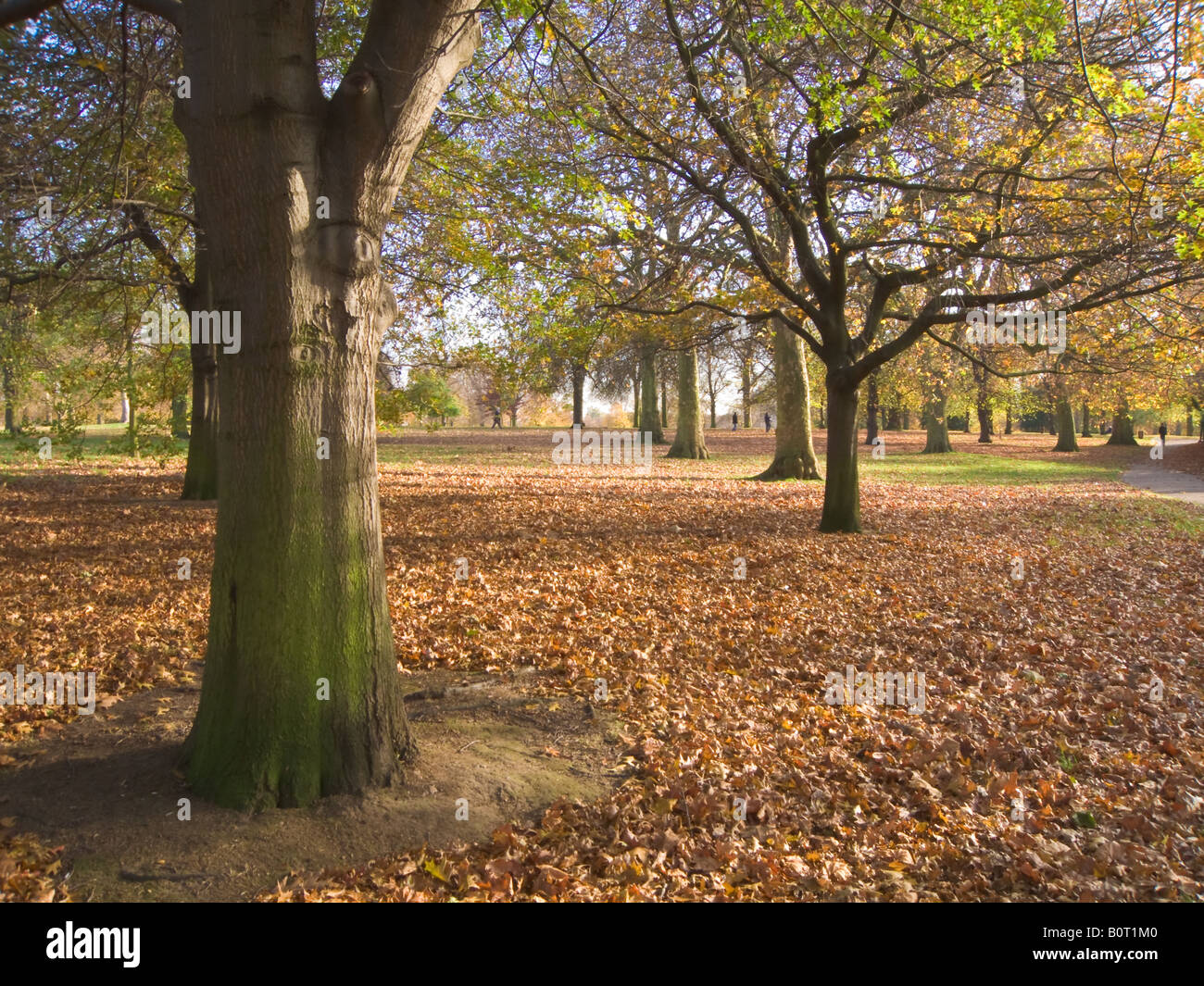 Hyde park trees hi-res stock photography and images - Alamy