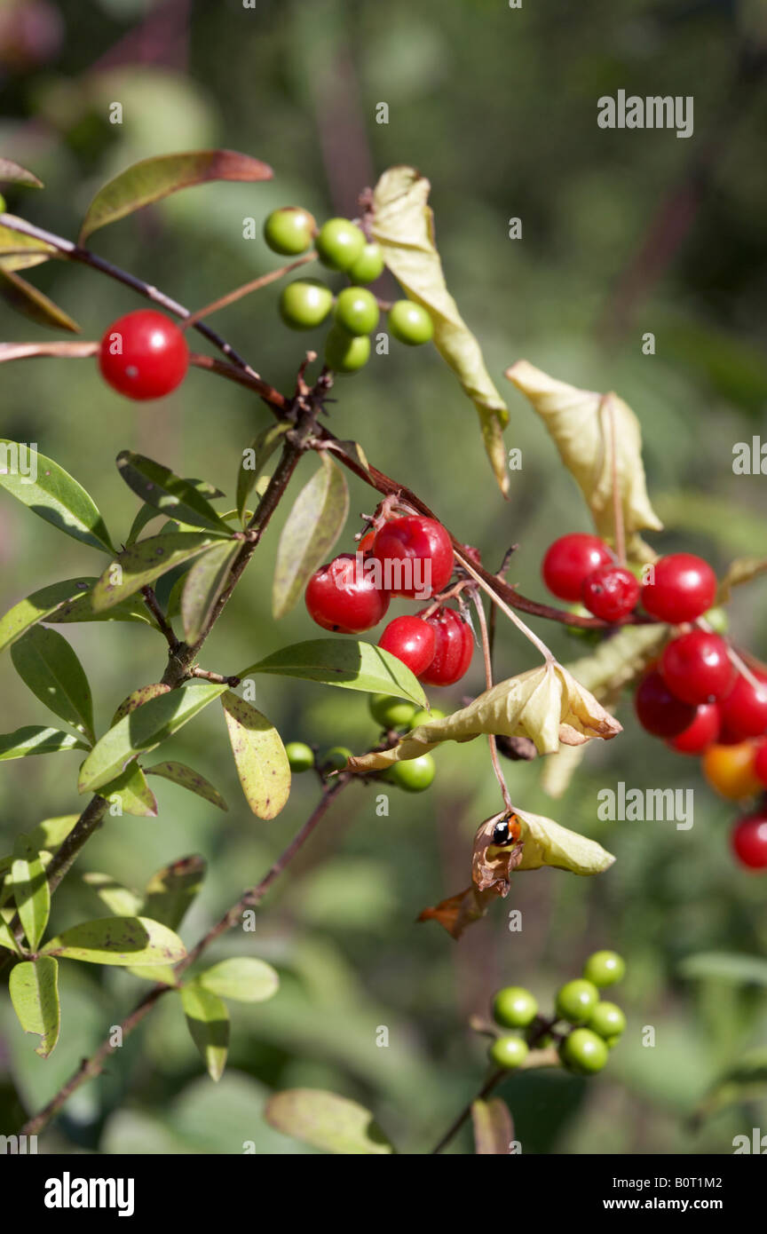 Black bryony berries uk hi-res stock photography and images - Alamy
