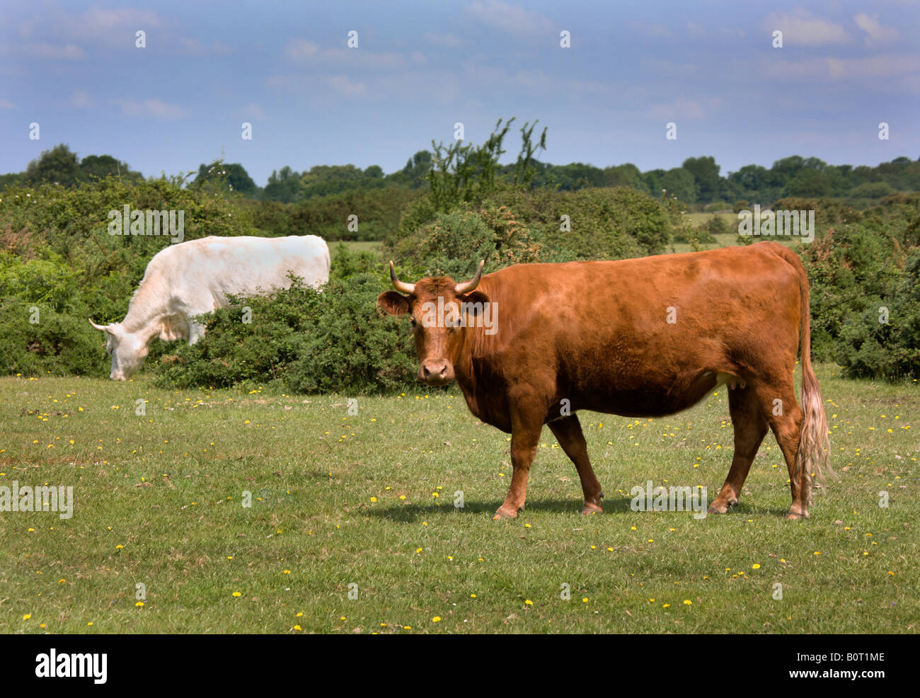 White cattle new forest hampshire hi-res stock photography and images ...