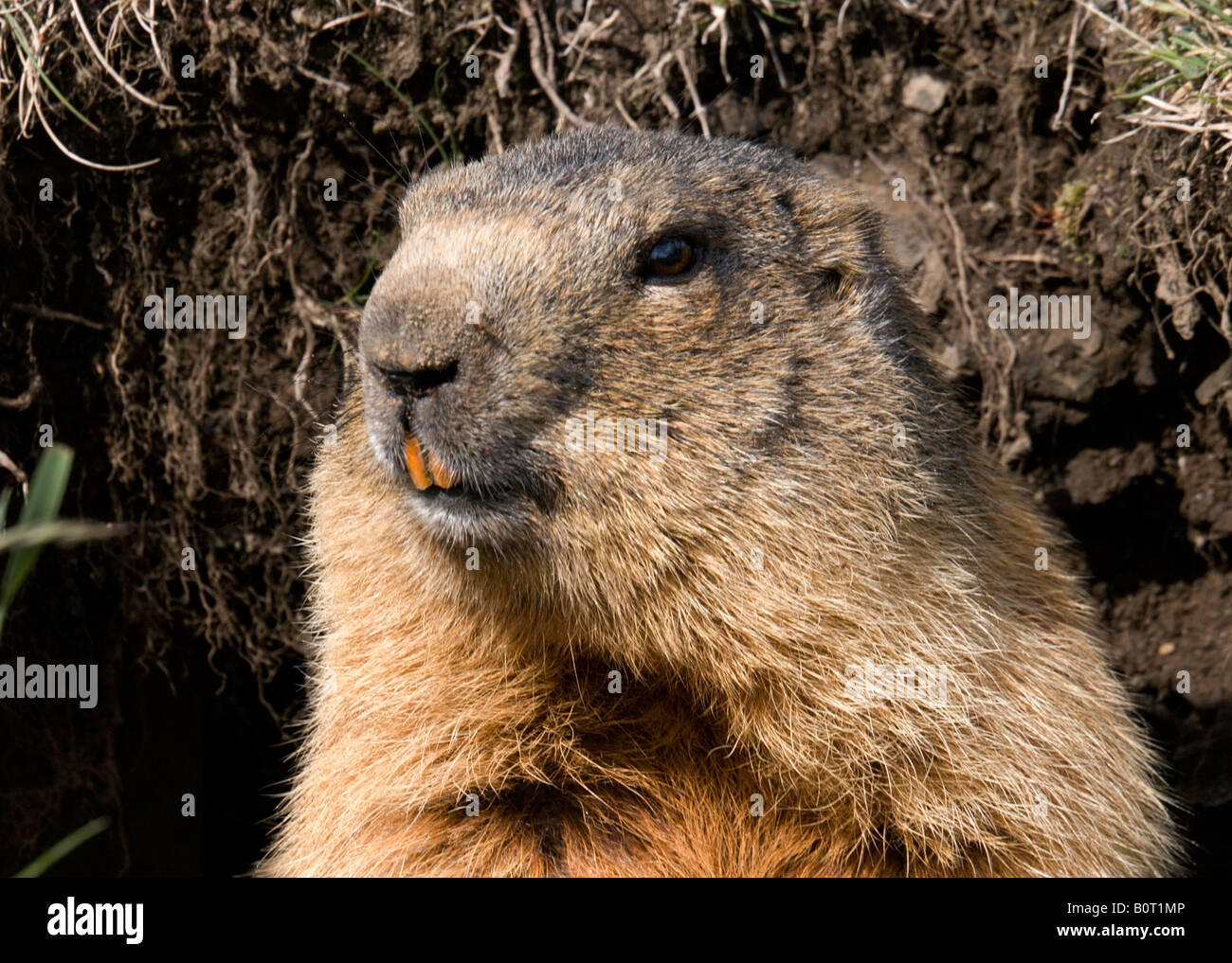 Alpine Marmot (marmota marmota), Dolomites, Italy Stock Photo - Alamy