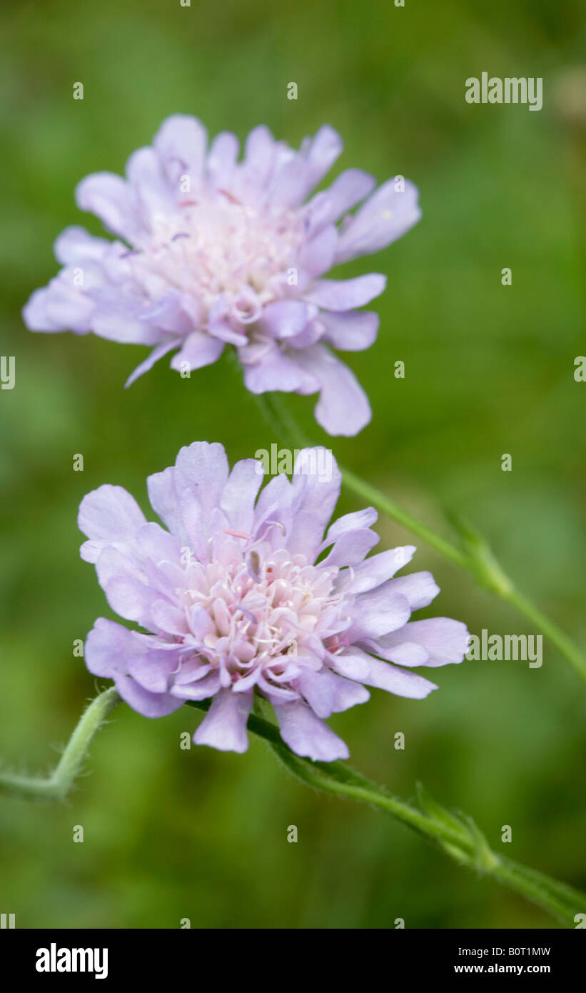 Devil's bit Scabious Succisa pratensis flowers Stock Photo - Alamy