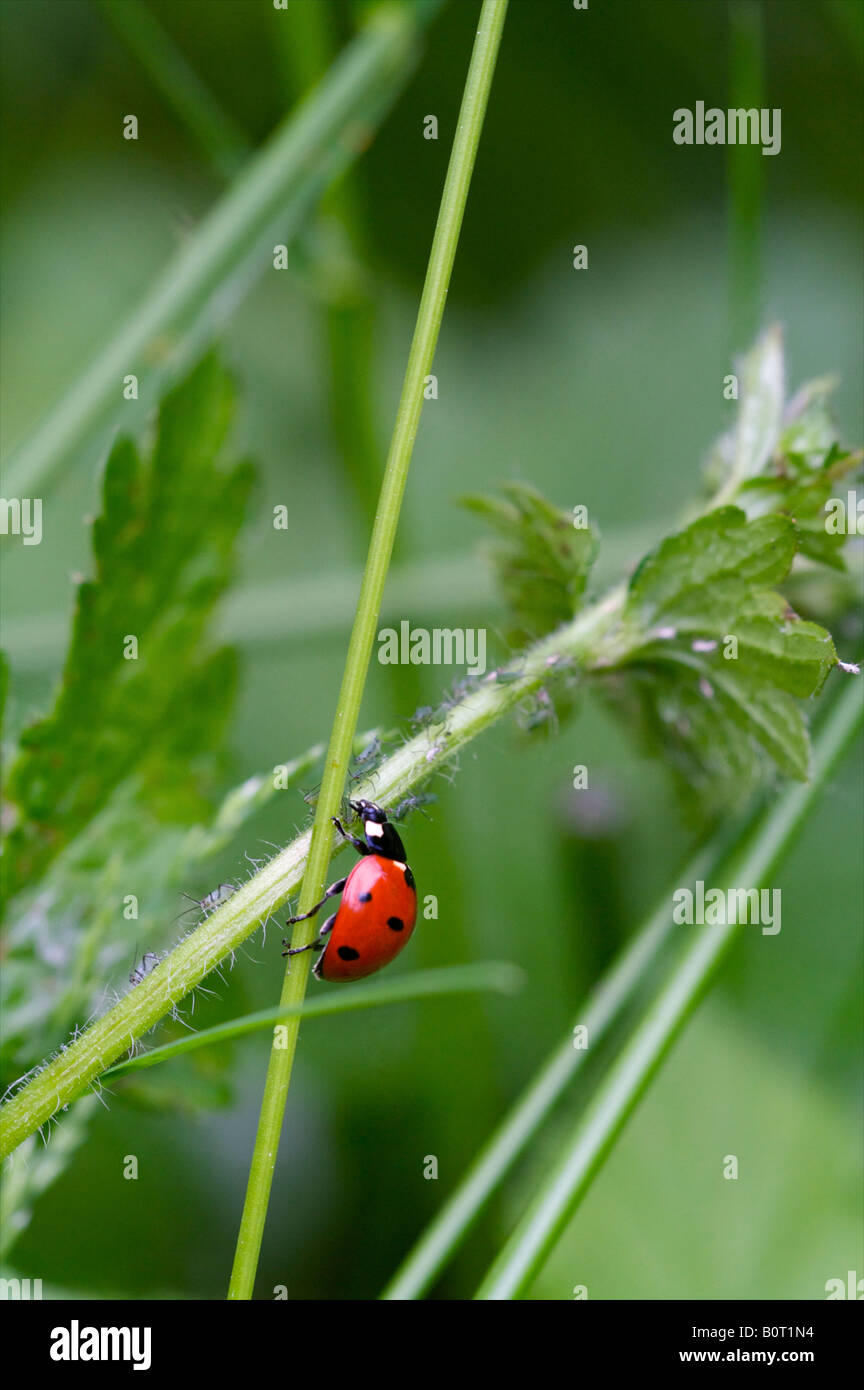 Scale insect ladybird hi-res stock photography and images - Alamy