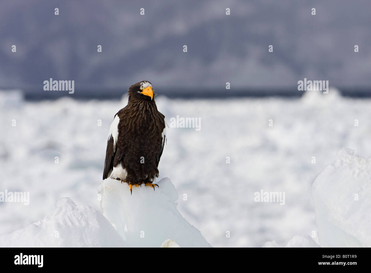 Nemuro strait hi-res stock photography and images - Alamy