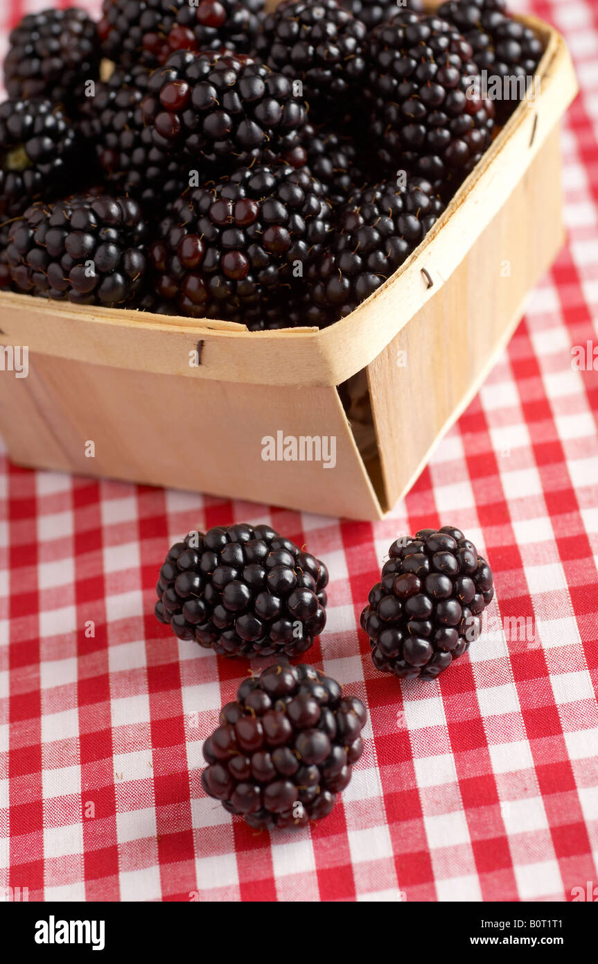 Punnett portrait hi-res stock photography and images - Alamy