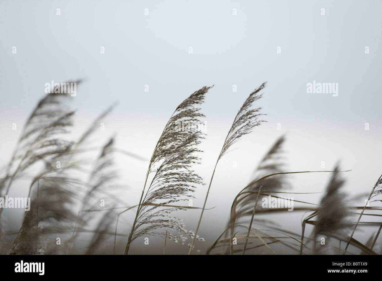 Common Reed Phragmites australis seed heads Stock Photo - Alamy