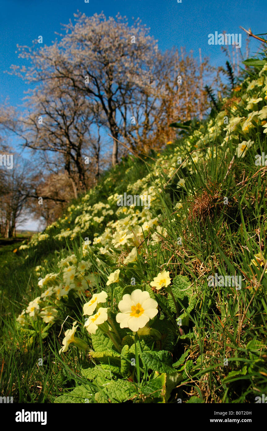 Angus primrose hi-res stock photography and images - Alamy