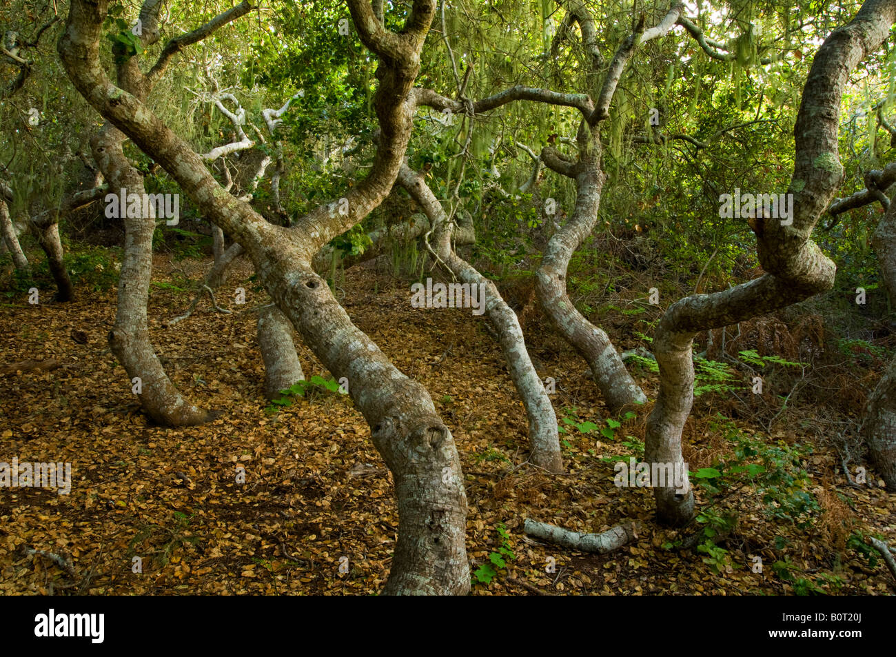 Dwarf pygmy oak trees in the Rose Bowker Grove El Moro Elfin Forest ...
