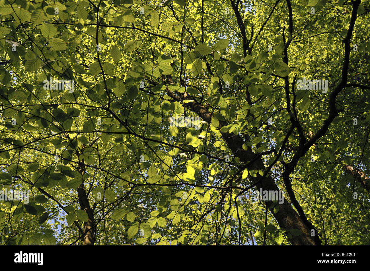 Uk tree leaves hi-res stock photography and images - Alamy