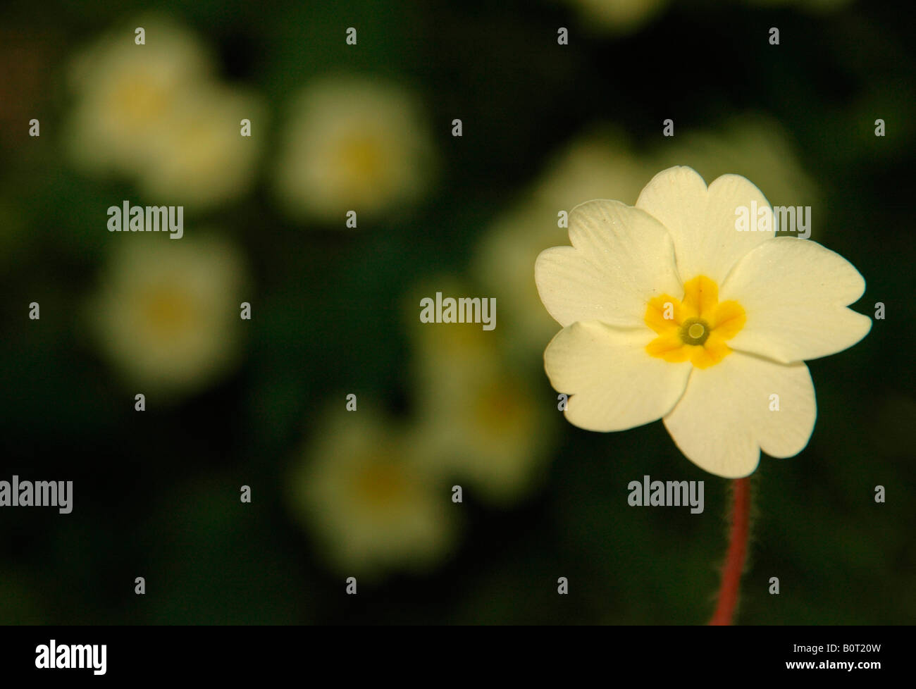 Primrose flower hi-res stock photography and images - Alamy