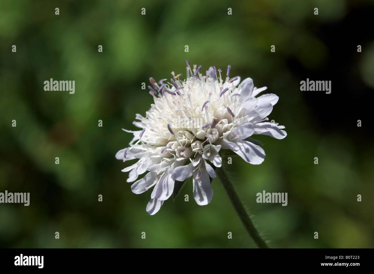 Field Scabious Knautia arvensis flower Stock Photo - Alamy